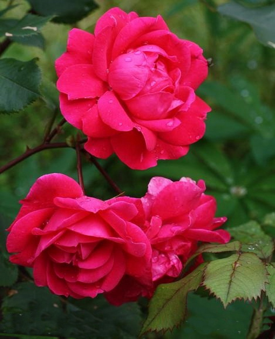 Роза канадская `Александр Маккензи`, Rosa (S) `Alexander Mackenzie ...